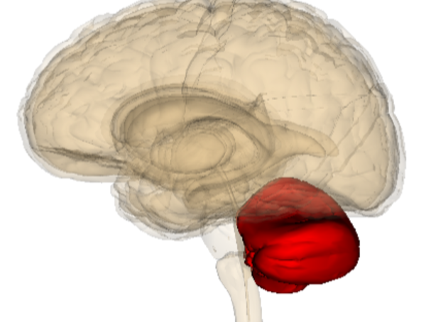 How is the Cerebellum Linked to Autism Spectrum Disorders? | Psychology ...