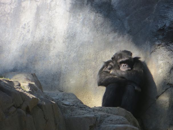 What We Should Learn From the Shooting Death of Harambe | Psychology Today