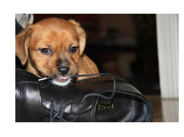 Study: Dogs Can Identify Liars, and They Don't Trust Them | Psychology ...