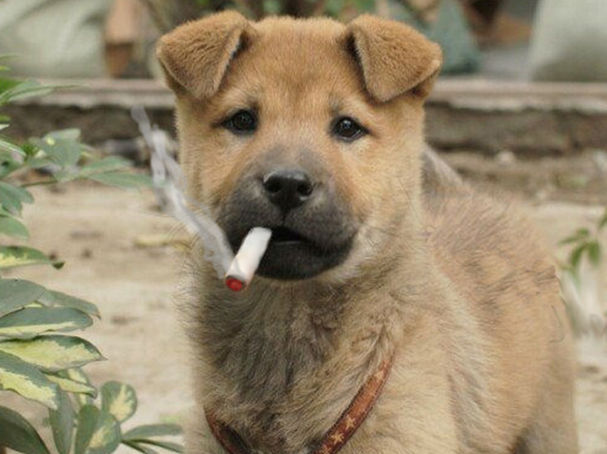 “Did You Smoke?” | Psychology Today