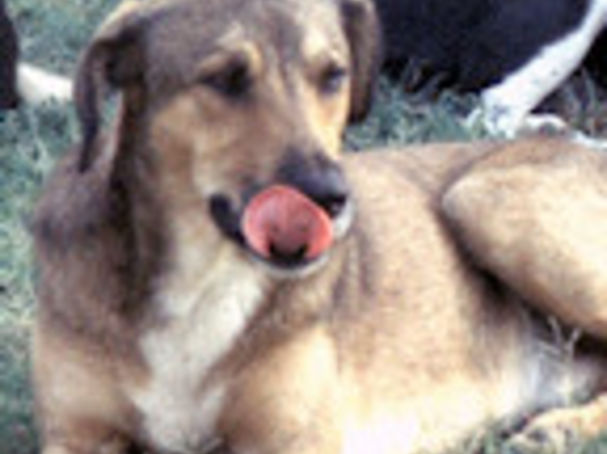 Study: Dogs Can Identify Liars, and They Don't Trust Them | Psychology ...