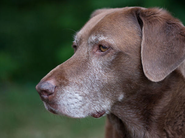 Dogs Avoid People Who Are Not Cooperative with Their Owners ...