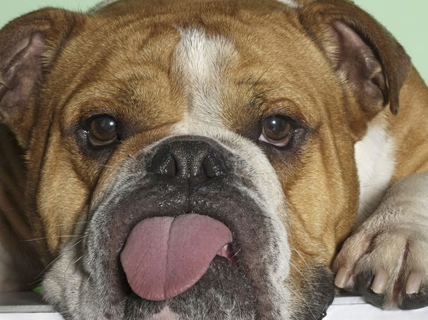 "My Own Dog Is an Idiot, but She’s a Lovable Idiot.” | Psychology Today