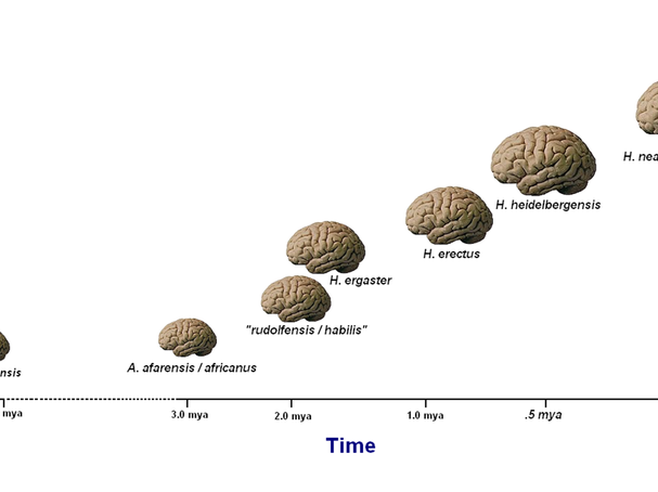 The Role of Information in Consciousness | Psychology Today