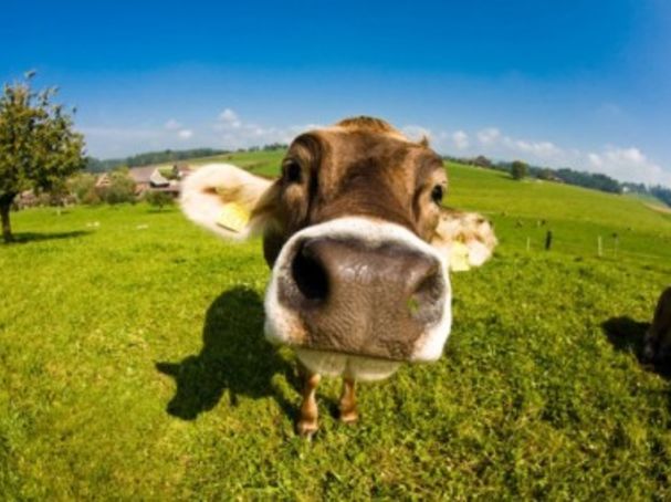 The Role of Emotional Harm in Animal Cruelty | Psychology Today Canada