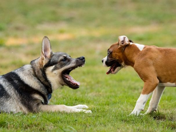 Why Dogs Growl | Psychology Today