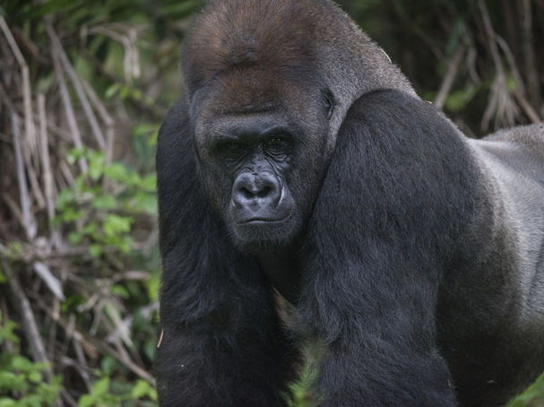 What We Should Learn From the Shooting Death of Harambe | Psychology Today