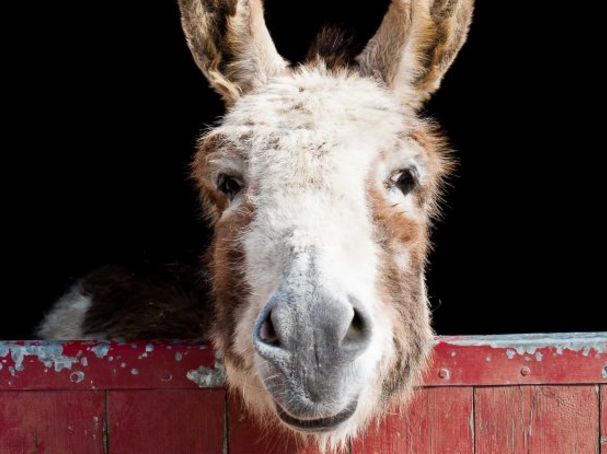 Allowed to Grow Old: Radiant Portraits of Elderly Animals | Psychology ...