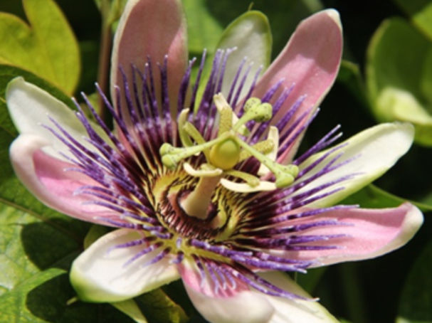 Two Types of Passion: Harmonious vs. Obsessive | Psychology Today Canada