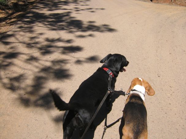 Tripping Over Pets Can Have Life-Changing Consequences | Psychology Today