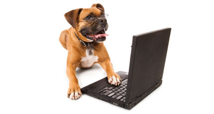 Do Animals Think? | Psychology Today Australia