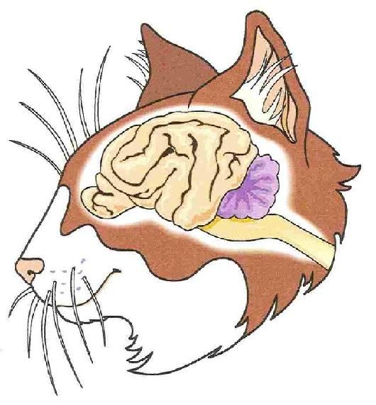 The Cat Nobel Prize Part I | Psychology Today