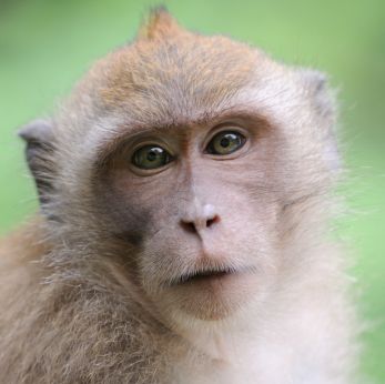 Let's Quit Monkeying Around | Psychology Today