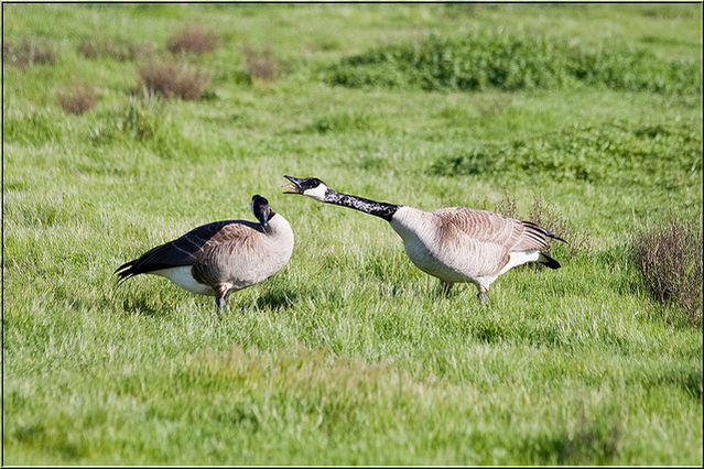 Commonality Vs. Common Ground—What's the Difference? | Psychology Today