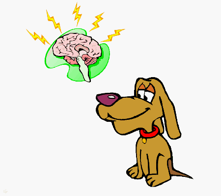 Building a Better Brain for Your Dog | Psychology Today