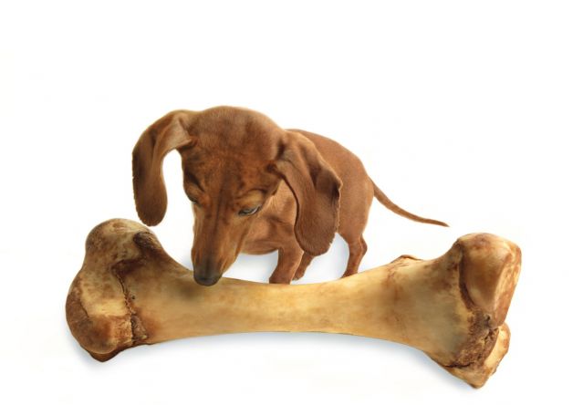 dog bone theory