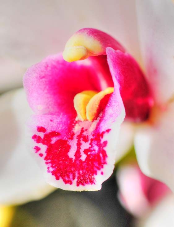 The Myth of the Black Aspergian | Psychology Today