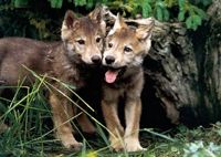 Pee, Meat, and The War on Wolves | Psychology Today