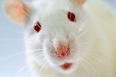 Empathic Rats and Ravishing Ravens | Psychology Today