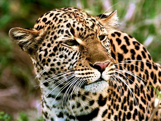 Ohio Bloodbath Update: Surviving Leopard Euthanized After Accident In ...