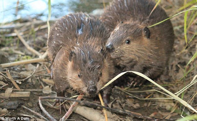 A Devoted Single Beaver Father Does It All | Psychology Today
