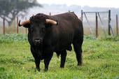 Bull___t! Having "Fun" Taunting a Bull In the Azores | Psychology Today