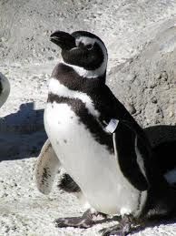 Penguins in Love and Giving Thanks to Turkeys | Psychology Today