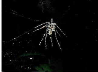 Spider Builds Complex Lifelike Replica Decoys Outside Web | Psychology ...