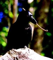 Thoughtful Birds In Action: Bird Brains Are Highly Evolved | Psychology ...