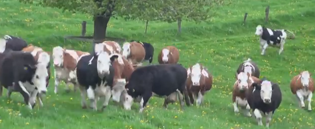Happy Cows: A Heart-Warming Video Offers an Important Lesson ...