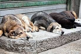 Sport Killing Dogs Sochi Style: A New Olympic Event | Psychology Today