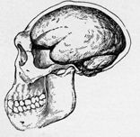 A Tooth's Eye View of Brain Evolution | Psychology Today