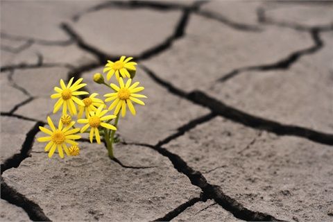 Surviving And Thriving Through Adversity | Psychology Today