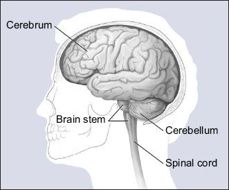 Brain Architecture and Williams Syndrome | Psychology Today Australia