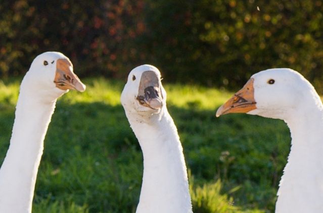 What’s Good for the Goose is Good for the Human | Psychology Today