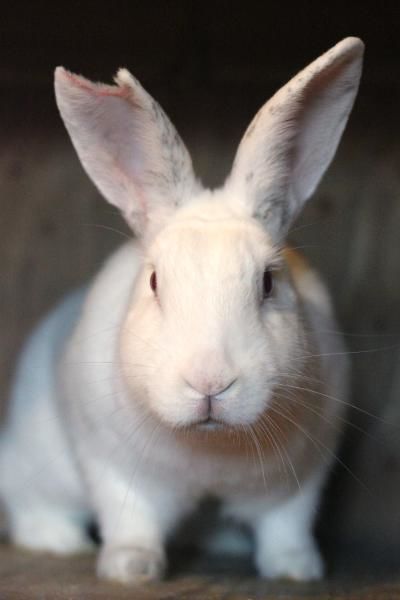 Run Rabbit Run | Psychology Today
