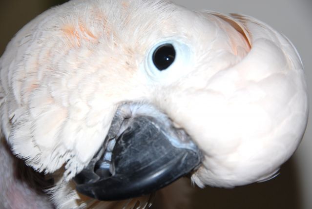 Malachi | Psychology Today