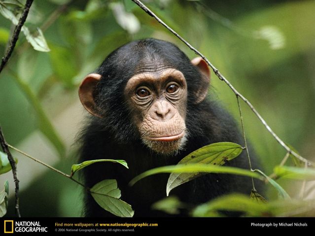 Chimp Violence: Does It Matter For Human Self-Understanding ...