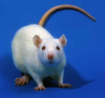 Culture, Happiness, and a Laboratory Rat | Psychology Today