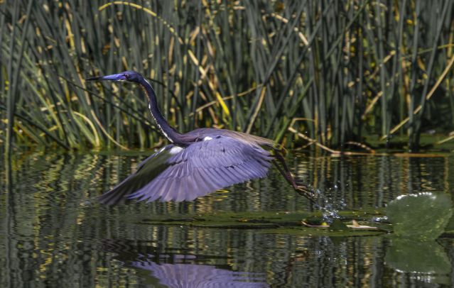 12 Key Ideas for Self-Liberation | Psychology Today