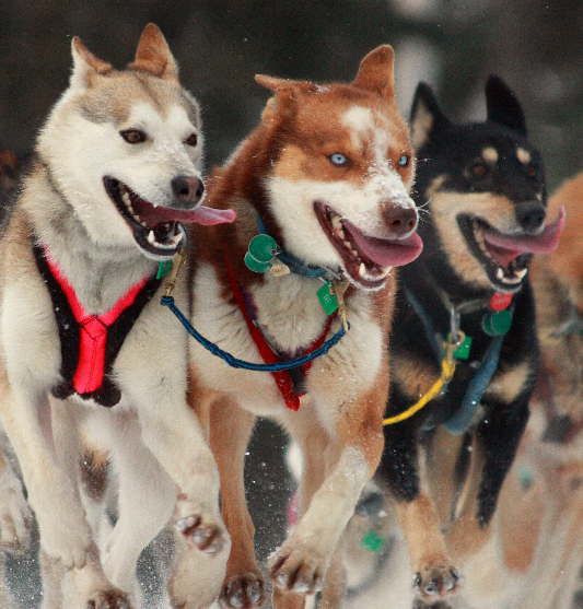 The Morality of Marathon Dog Races | Psychology Today