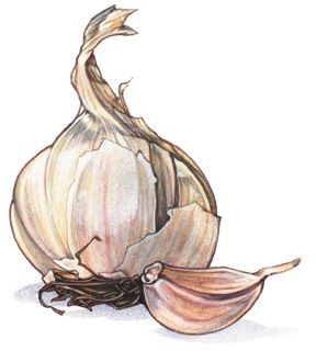 Aged garlic for the aging brain | Psychology Today