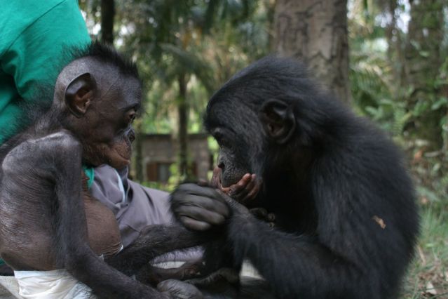 “We Gonna Make Bonobo Love” | Psychology Today
