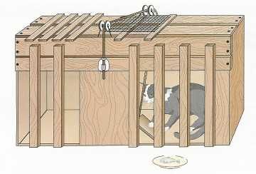 This 8th Grader Wants to Measure Your Cat's IQ | Psychology Today