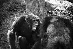Is Lethal Violence an Integral Part of Chimpanzee Society? | Psychology ...
