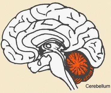 Is Cerebellum Size Linked to Human Intelligence? | Psychology Today