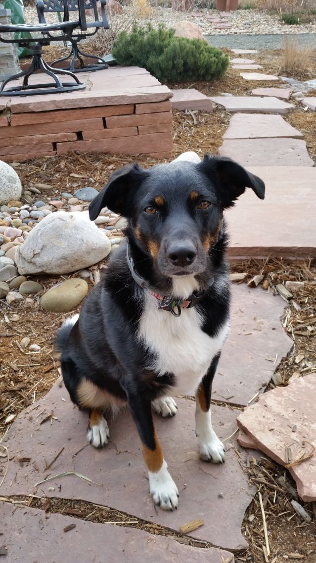 The Yellow Dog Project | Psychology Today