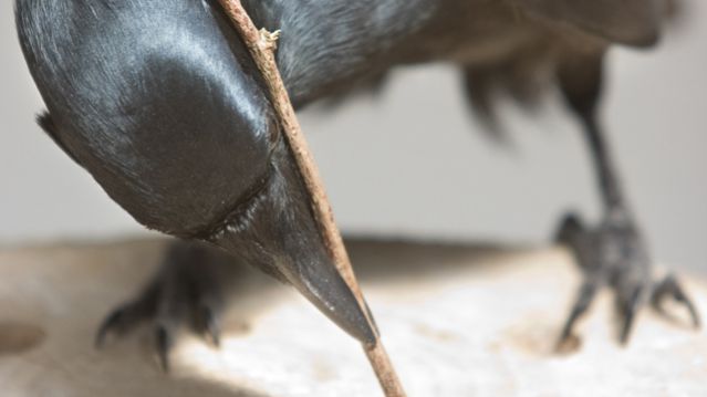 Corvid Tool Use, Play and More | Psychology Today