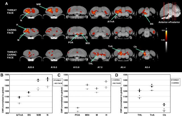 Brain Scanning Enables an Objective Look at Animal Emotions ...