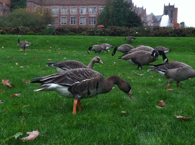 Geese Use Their Brains To Survive In Cities | Psychology Today Australia
